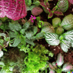 How to Create a Stunning Fittonia Terrarium (Simple Step-by-Step Guide ...