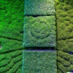 Living Moss Walls: The Most Wonderful Living Wall – Vertical Live Garden