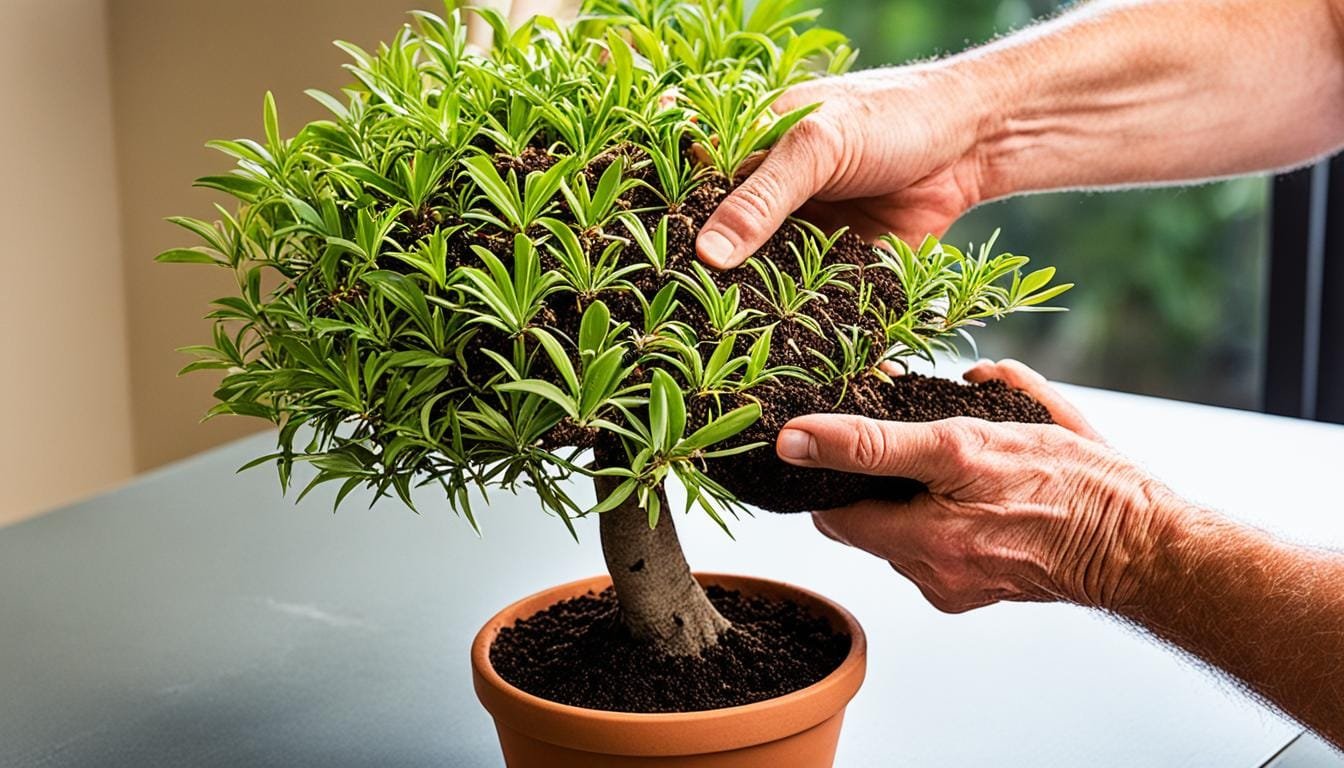 Dragon Tree: The Complete Guide to