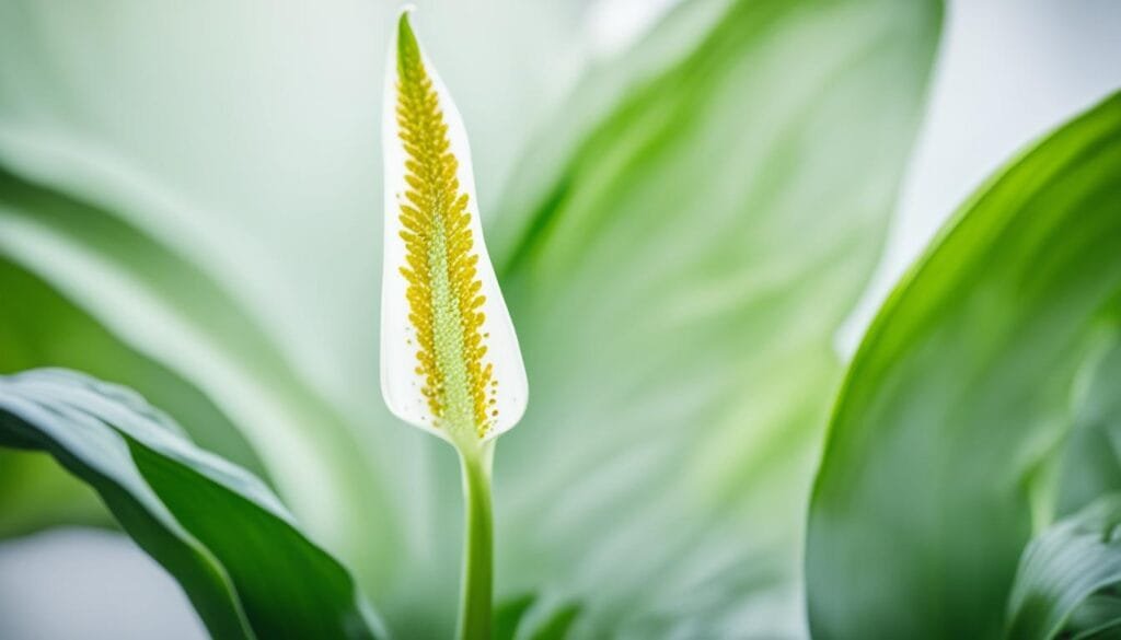 Peace Lily: The Complete Guide to